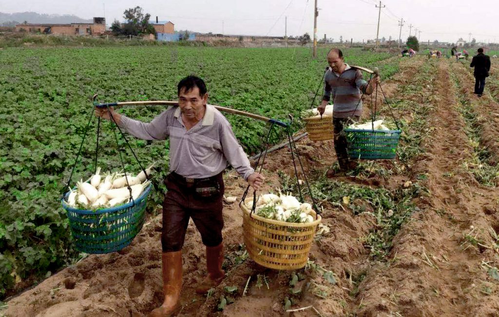 צנון לבן | Bai Luo Bo | 白萝卜 - "עצם של בן אלמוות" - TEF